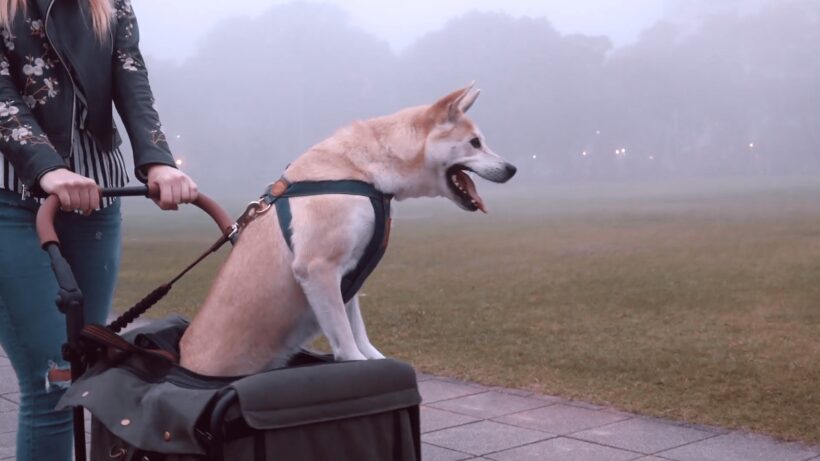 10 Best Wagon For Dogs 2024 - Dog Strolling