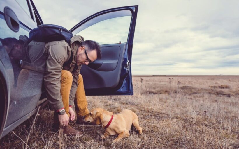 How to Keep Your Dog from Getting Carsick - carsoid.net